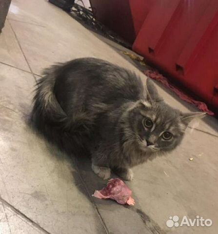 Котенок девочка подросток