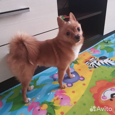 Собака в добрые руки отдам бесплатно