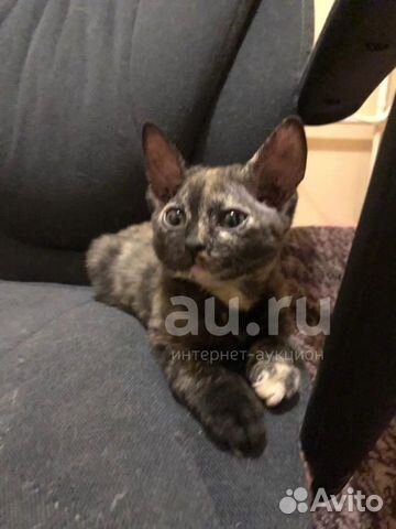 Котята сфинкс браш