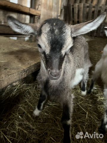 Козлик зааненский