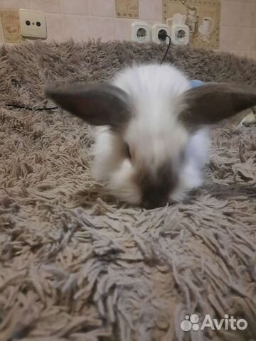 Декоративный кролик вязка