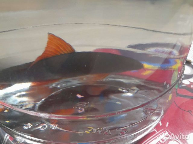 Маленький сомик