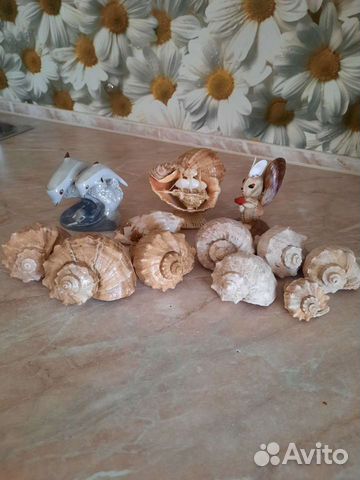 Морские ракушки раковины