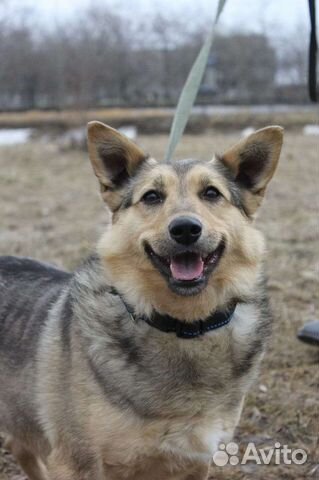 Ну как не влюбиться в Жужу