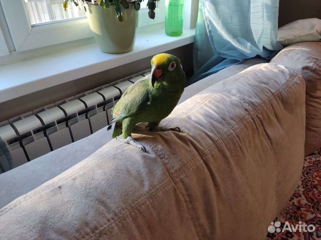Попугай амазон