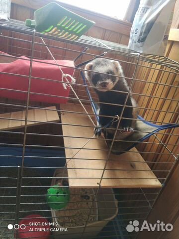 Хорек с клеткой