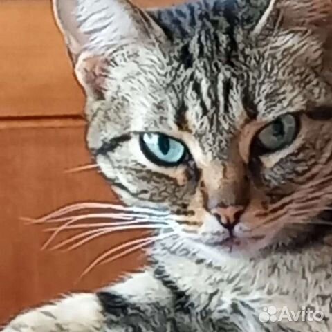 Молодой котик