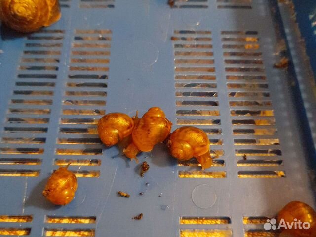 Улитята Охатиновые Альбиносы