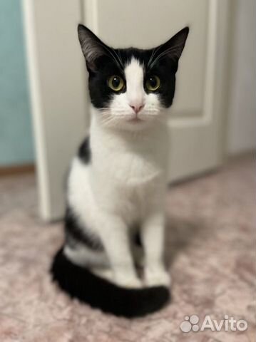 Кошечка в добрые руки