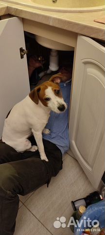 Джек Рассел терьер