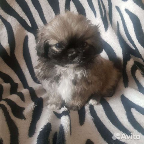 Щенки пекинеса