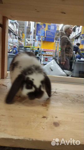 Декоративные кролики вислоухие