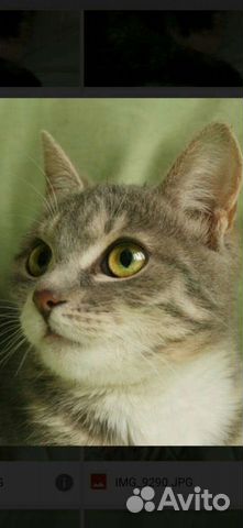 Кошечка Мия ищет дом