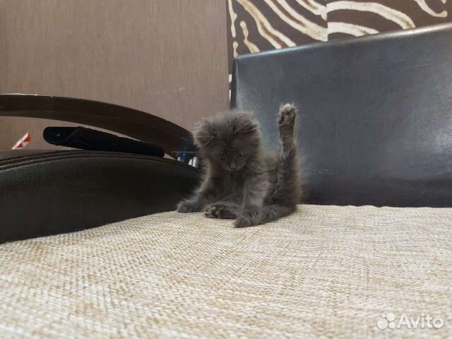 Котёнок британский. Дымчатый окрас 2 месяца