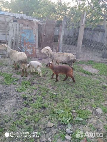 Бычок и бараны