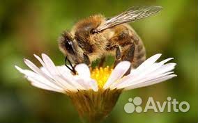 Продаю пчел