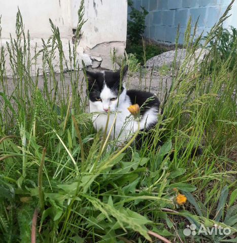 Кошки в добрые руки