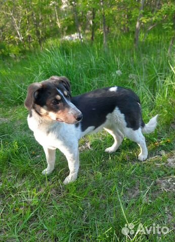 Маленькая собака в добрые руки