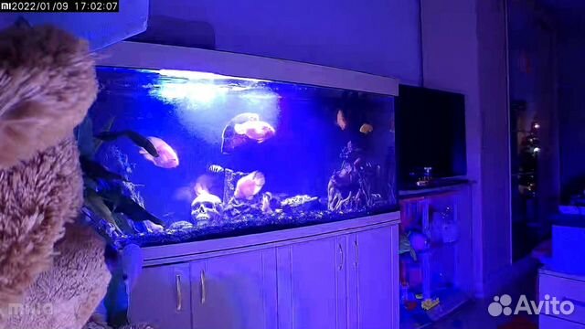 Аквариум ЗелАква 500л