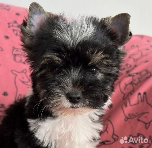 Биверенок Малышок