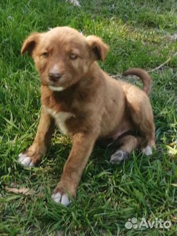 Собака в добрые руки щенок