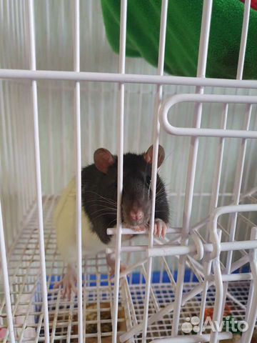 Крыса дамбо