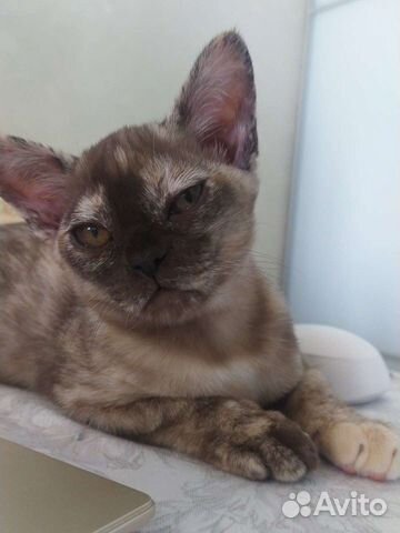 Европейская Бурма кошка 3 месяца