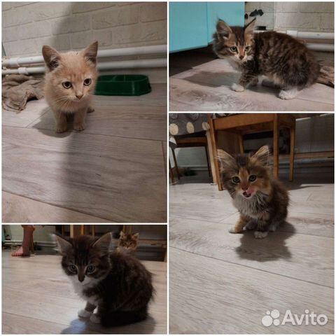 Котята в добрые руки