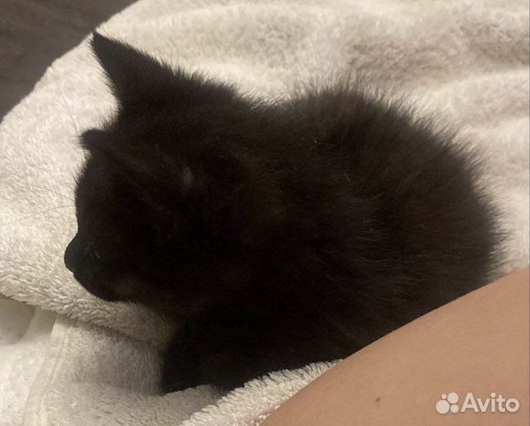 Черный котенок в добрые руки бесплатно мальчик