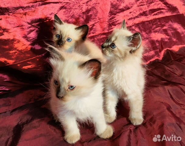 Невская маскарадная