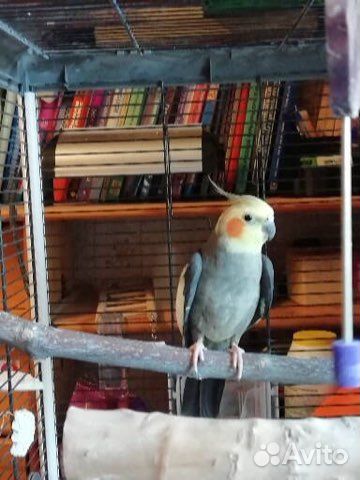 Попугай корелла самец