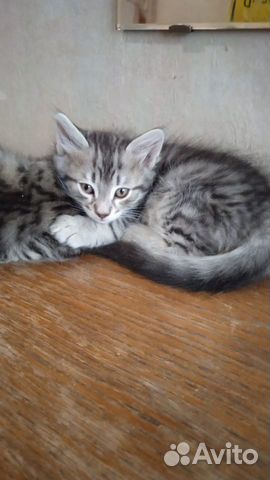 Маленький Котенок 1,5 от роду ищет дом