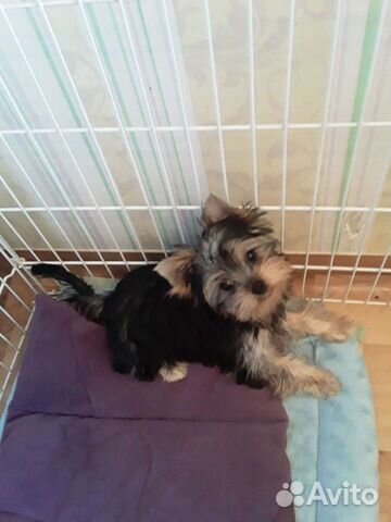 Йоркширский терьер