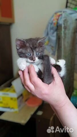 Котенок в добрые руки