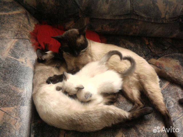 Сиамские котята