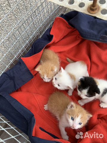 Отдам в хорощие руки котят