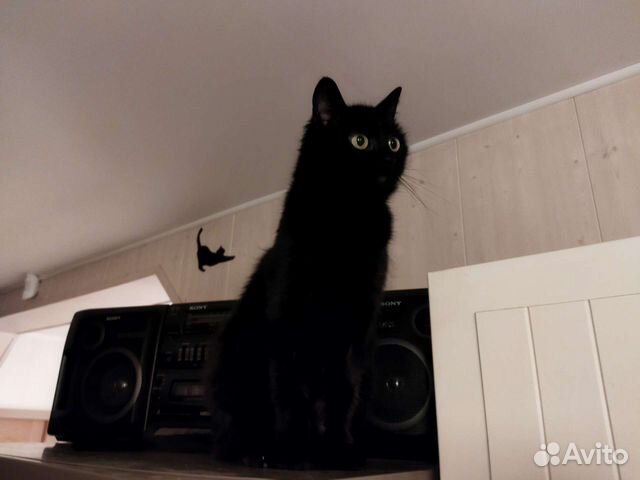 Кошка Дуся 1,5 года ищет дом (Чёрная)