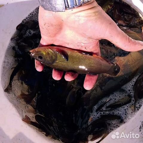 Малёк линя / Живая рыба для прудов