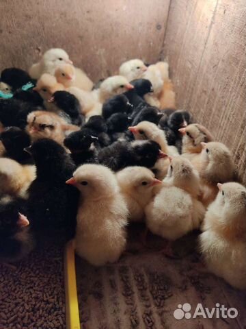 Цыплята домашние 5-дневные