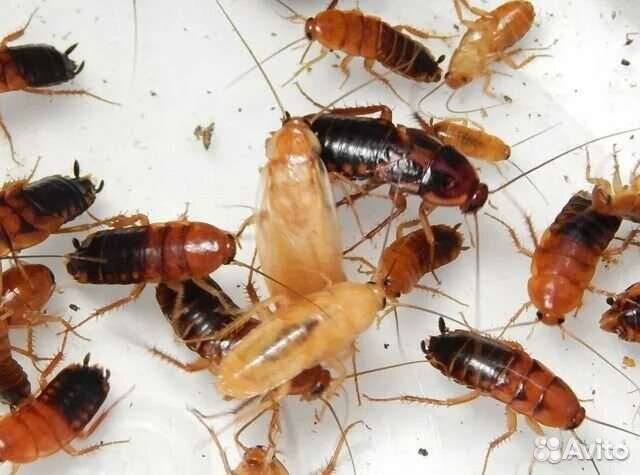 Предлагаю туркменских тараканов