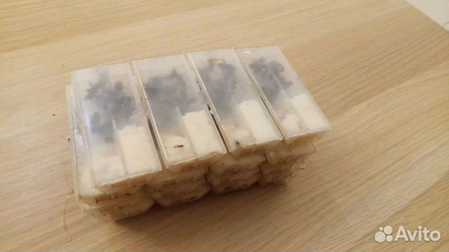 Матки карпатка. Пчеломатка, матки пчелиные