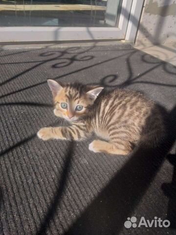 Кошки в добрые руки бесплатно