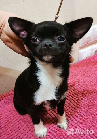 Чихуахуа Девочка г-ш стандартного размера