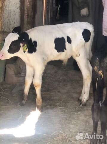 Телята / бычки / тёлочки / доставка