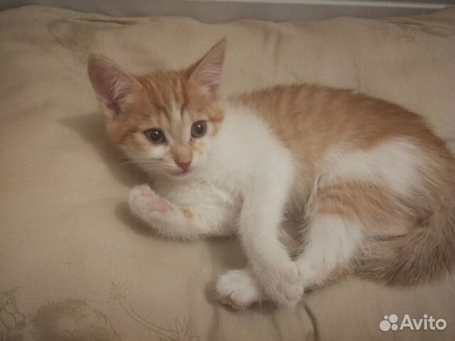 Рыжая с белым девочка котёнок