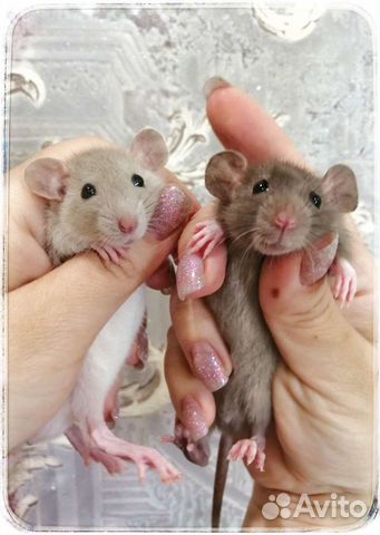 Крыски крысы крысята Дамбо