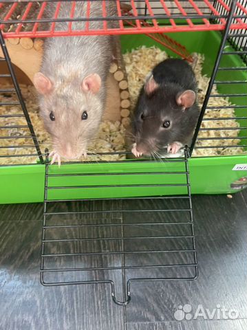 Продам двух крыс, мальчишки