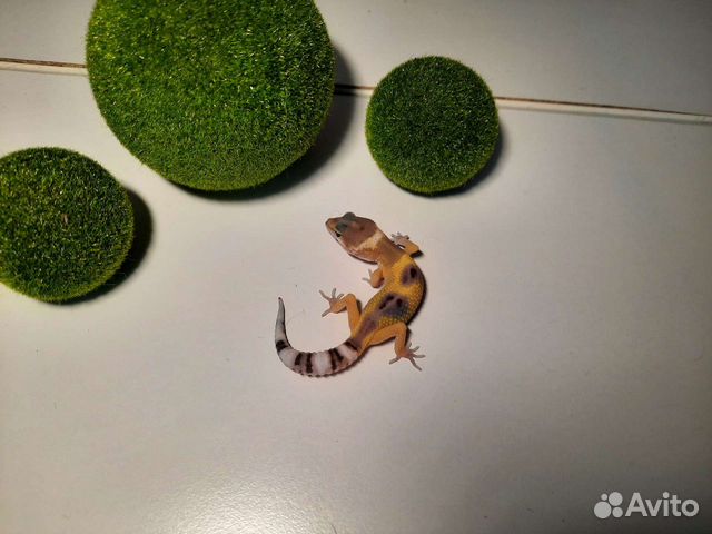 Геккон эублефар