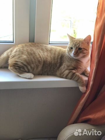 Котенок бесплатно (6 мес)