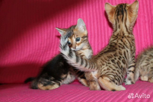 Бенгальские котята